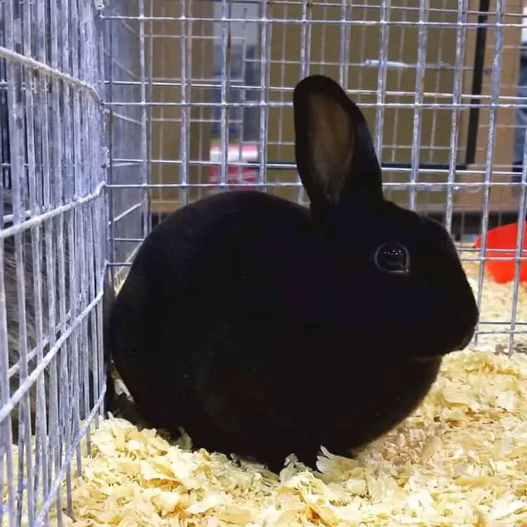 How Long Do Pet Rabbits Live? Data by breed