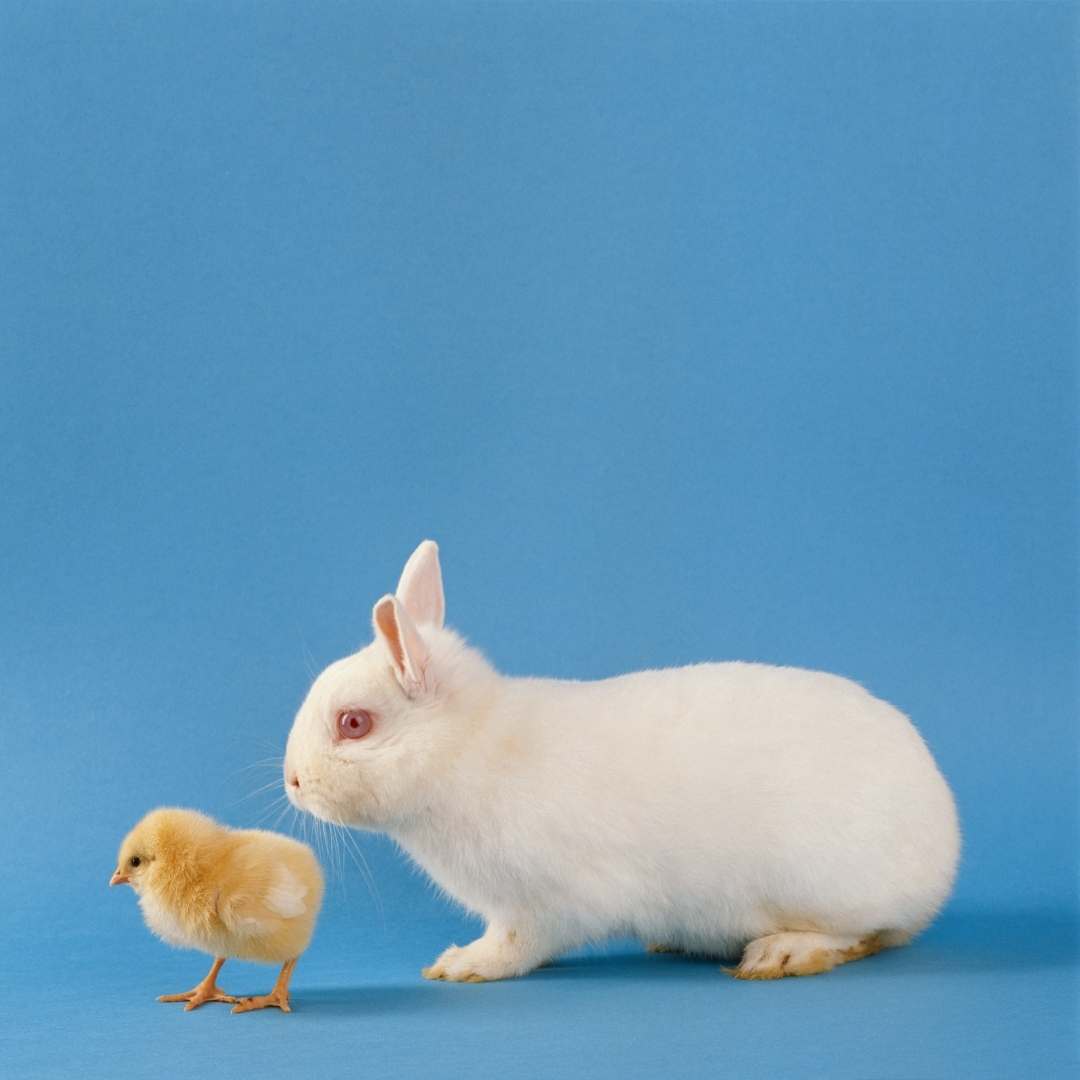 Rabbits And Chickens Living Together - The Pros and Cons, and FAQ.