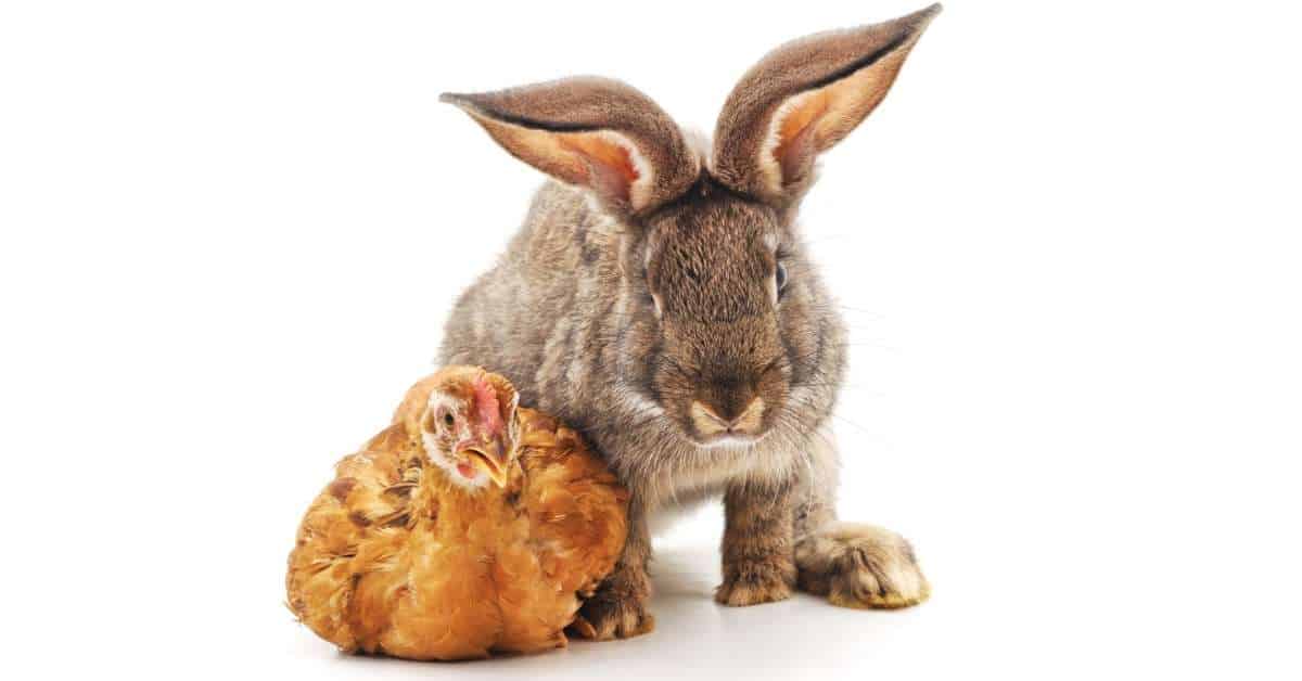 Rabbits And Chickens Living Together - The Pros and Cons, and FAQ.