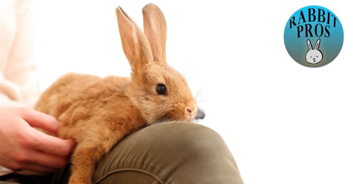 Why Are Rabbits So Adorable - 30 Reasons Why Rabbits Are So Cute