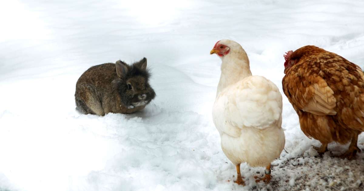 Rabbits And Chickens Living Together - The Pros and Cons, and FAQ.