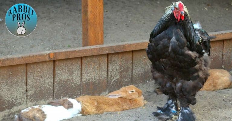 Rabbits And Chickens Living Together - The Pros and Cons, and FAQ.
