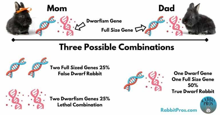 Dwarf Rabbits - The Ultimate Guide To Dwarfism In Rabbits
