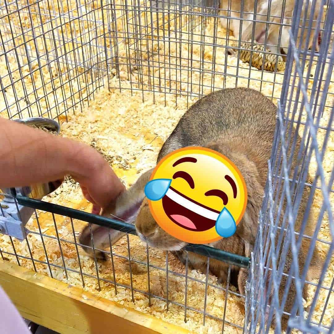 The “Hoppiest” Bunny - 116 Rabbit Jokes And Bunny Puns