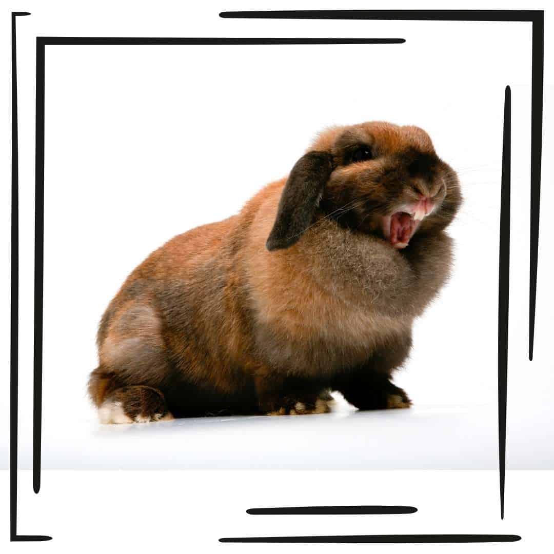25 Common Rabbit Behaviors - Bunny body language guide.