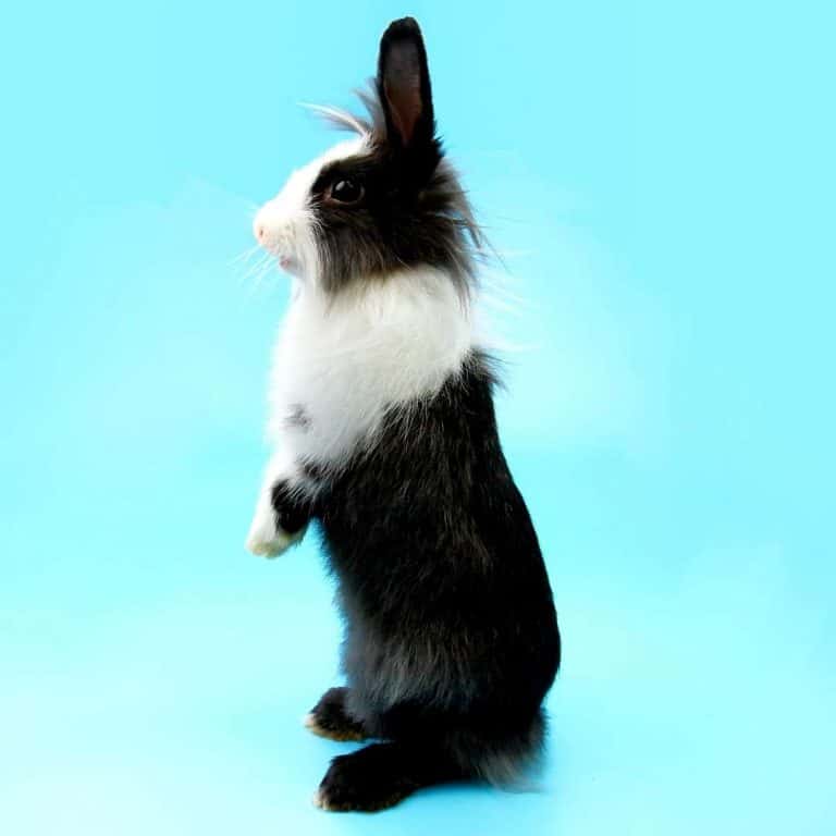 25 Common Rabbit Behaviors - Bunny body language guide.