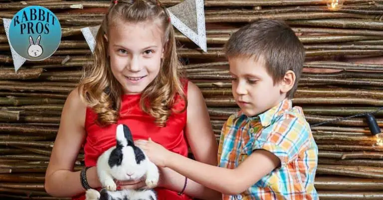 Male And Female Rabbits - Which makes better pets?