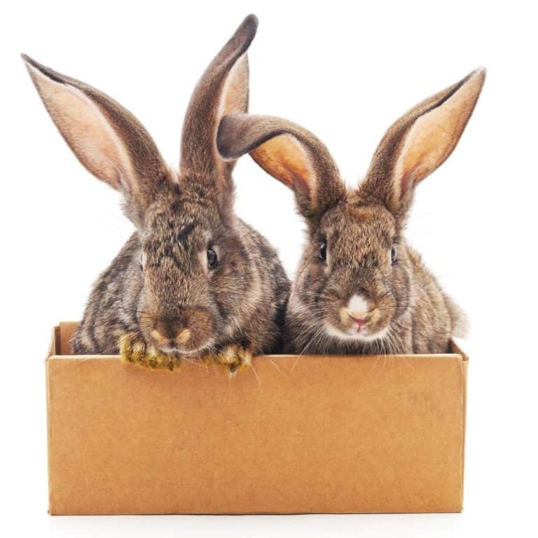 Can Rabbits Eat Cardboard? Everything you need to know.