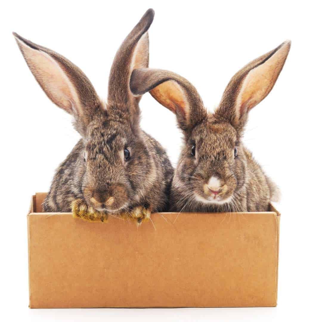 Can Rabbits Eat Cardboard? Everything you need to know.