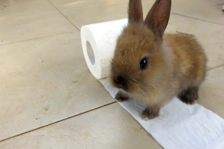 Can Rabbits Eat Cardboard? Everything you need to know.