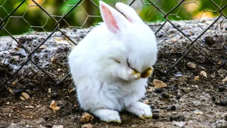 Rabbits And Loneliness - Can A Pet Rabbit Die Of Loneliness?