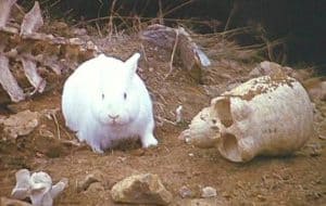 50+ Famous Rabbits From Literature, Media, Fiction - With Pictures