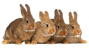 What Do You Call A Group Of Rabbits?