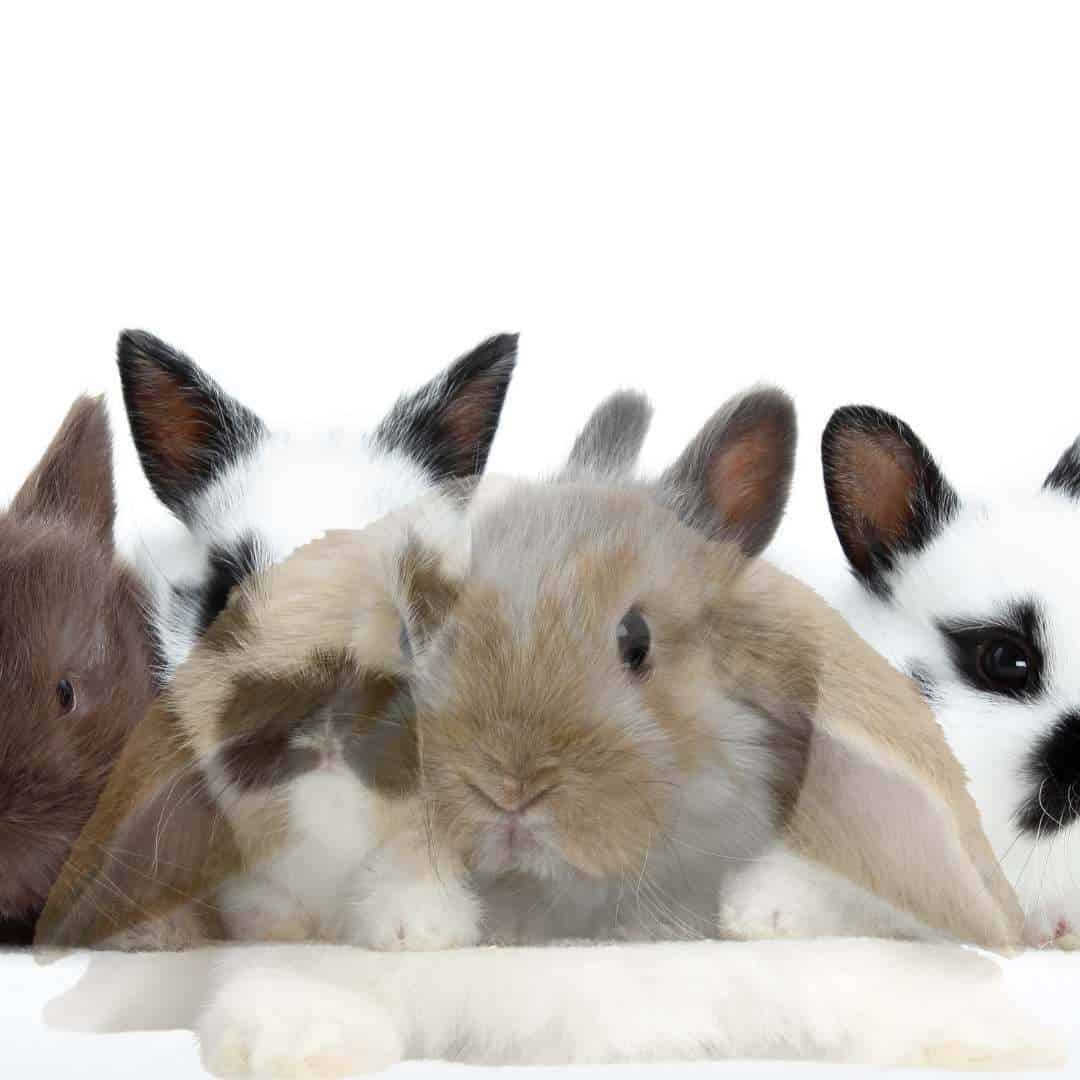 Comforting Someone Who Has Lost A Pet Rabbit - Dealing with a bunny dying.