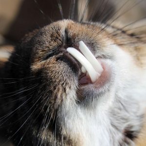 The Definitive Rabbit Teeth Guide.