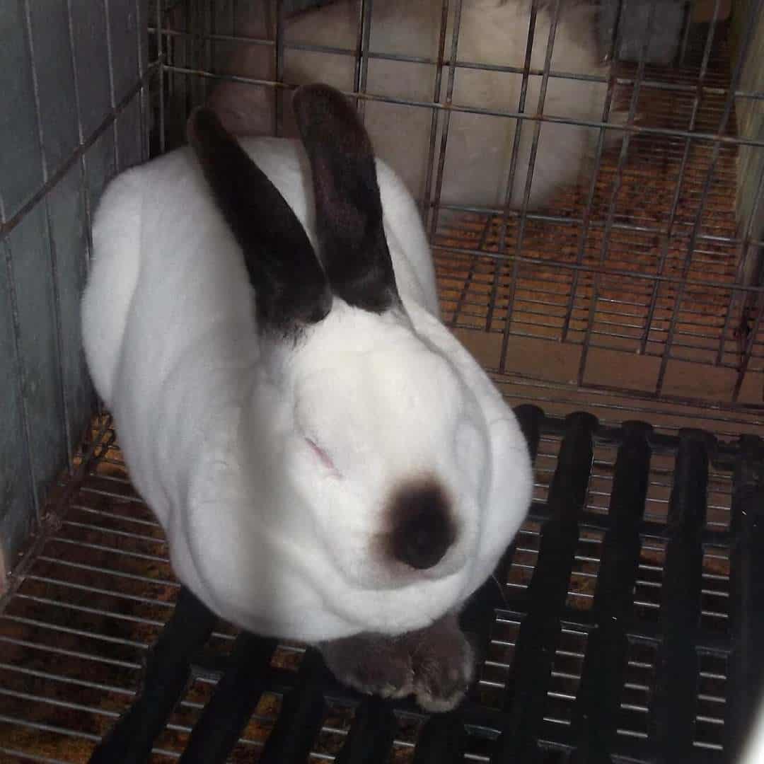 Best Rabbits For A Kids Pet - Rabbit Breeds For Children.