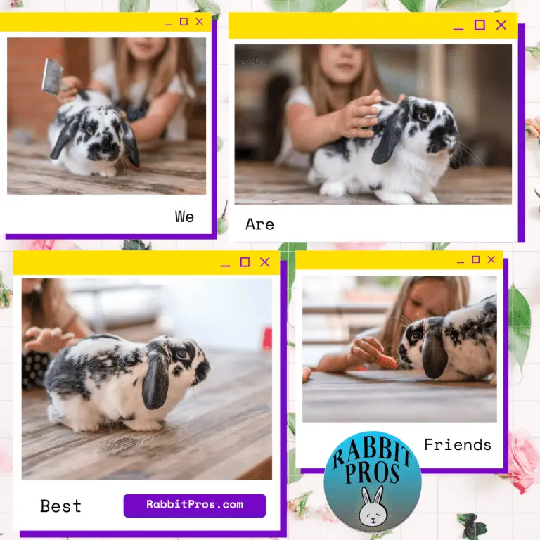 Pet Rabbits And Kids - The Pros & Cons.