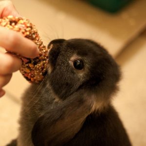 Names For Black Rabbits - 436 Black Bunny Names.