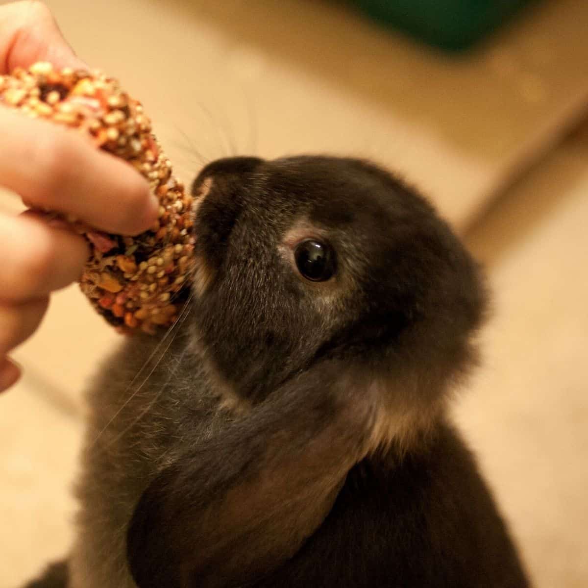 Names For Black Rabbits - 436 Black Bunny Names.