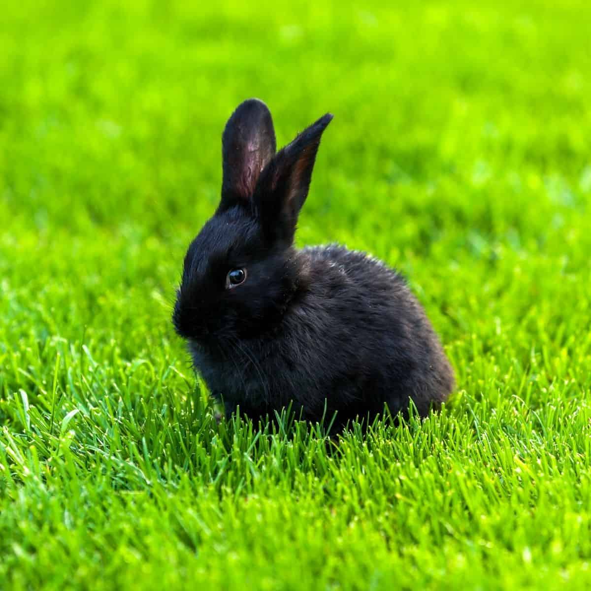 Names For Black Rabbits - 436 Black Bunny Names.