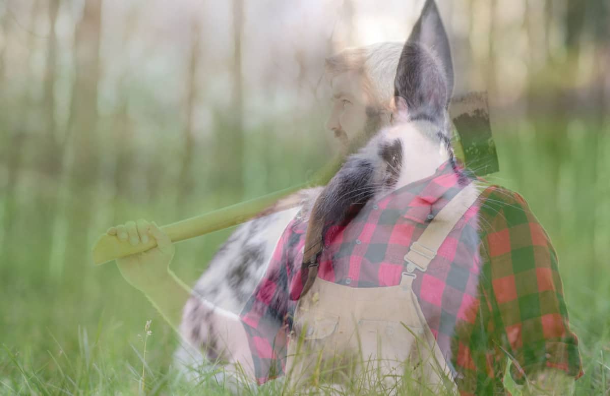 Boy Rabbit Names: 1,800 Name Ideas For Male Bunnies