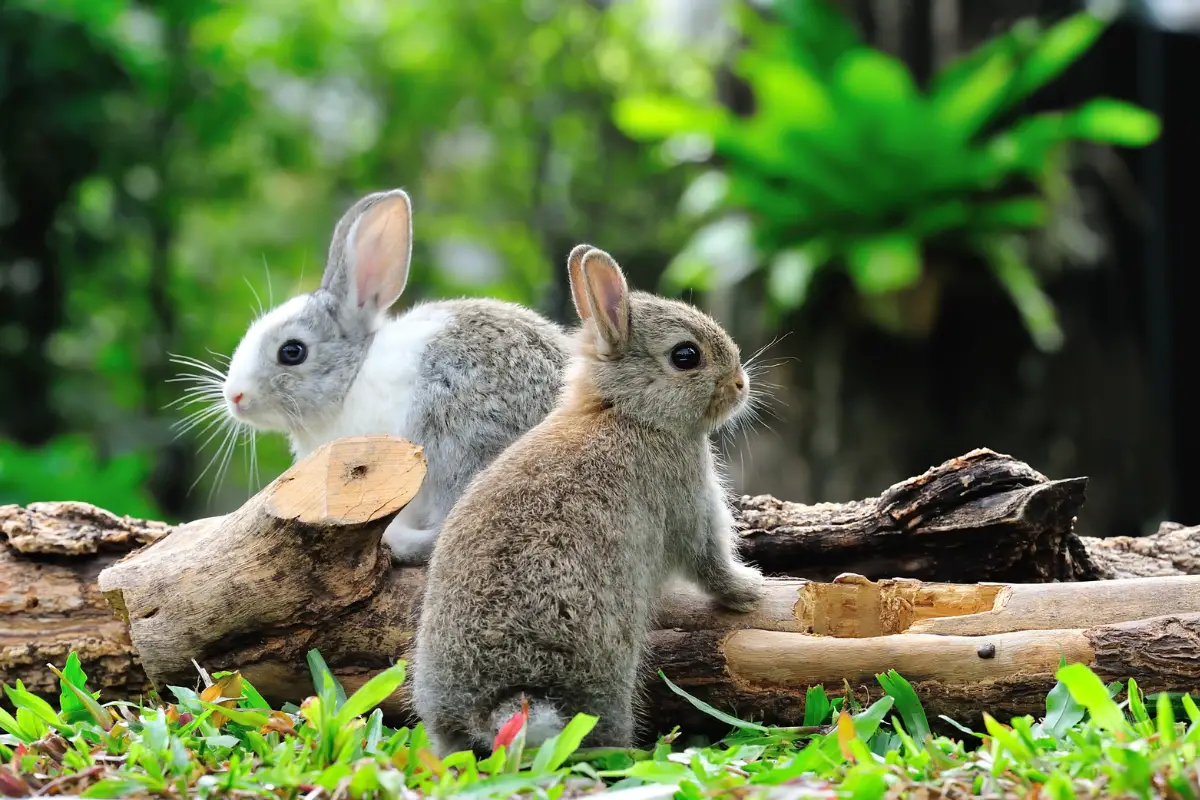Rabbit Going Into Heat - What it means and how to tell.